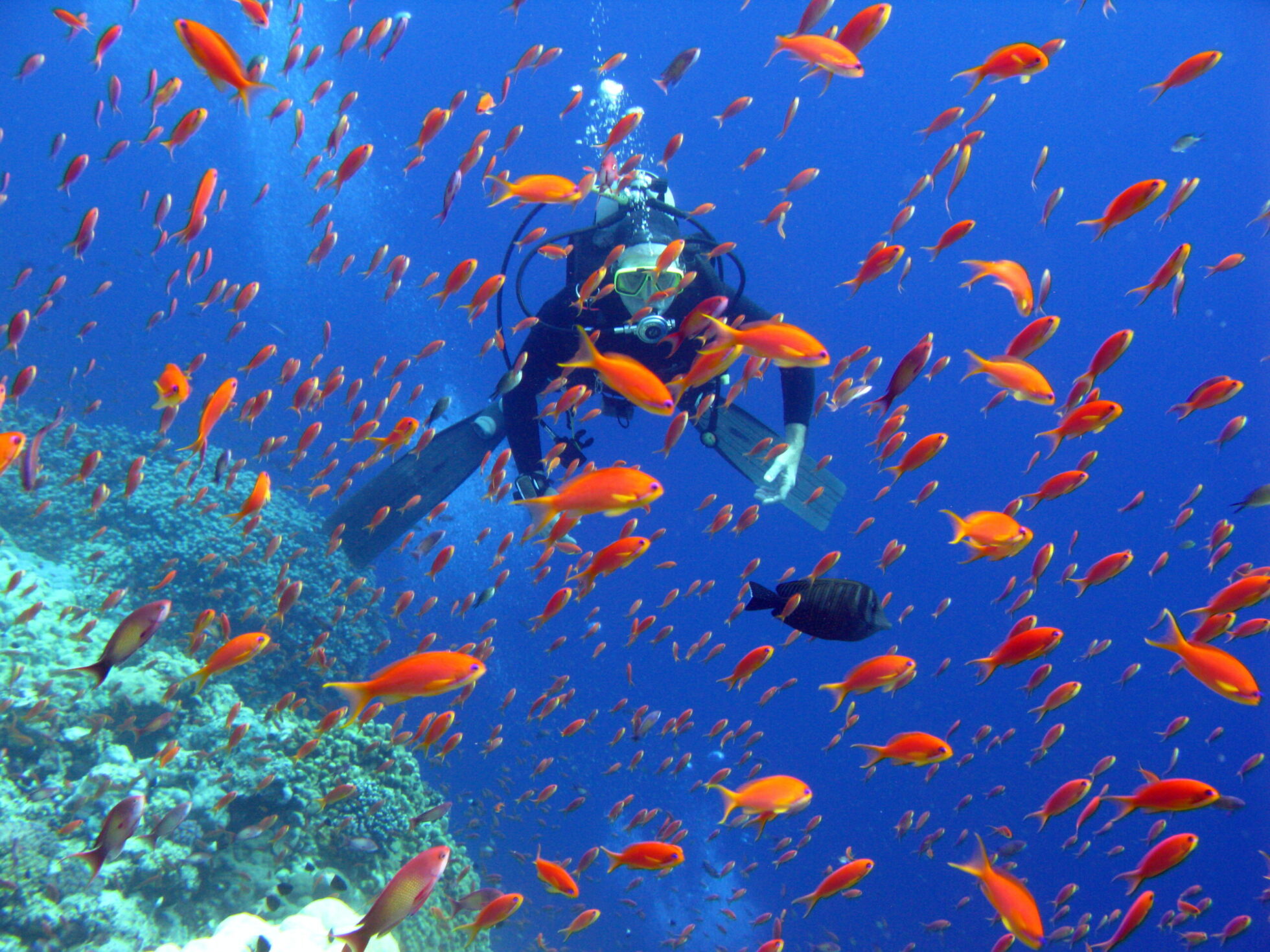 Quali sono i Brevetti della subacquea? - Centro Sub Treviso